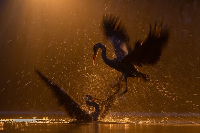 Ann Coppens wint Zilveren camera met natuurbeelden | Moerbeke-Waas | hln.be