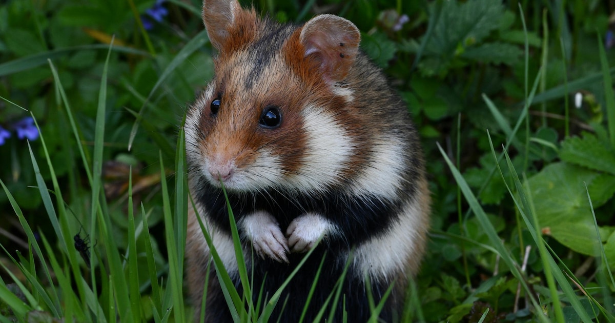 Vlaamse regering veroordeeld voor het uitsterven van wilde hamster ...