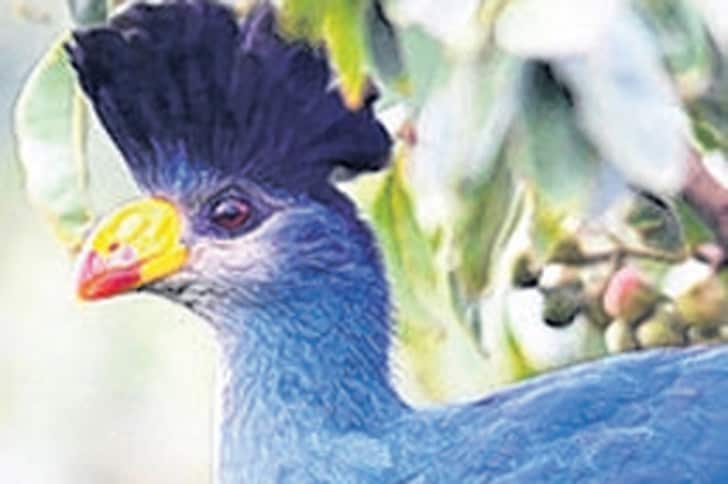 Politie probeert gestolen vogel te vangen, die tegen trein botst | Foto ...