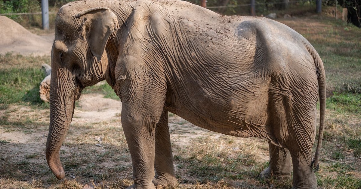 Dit is wat jaren van toeristenritjes doen met een olifant | Dieren | hln.be