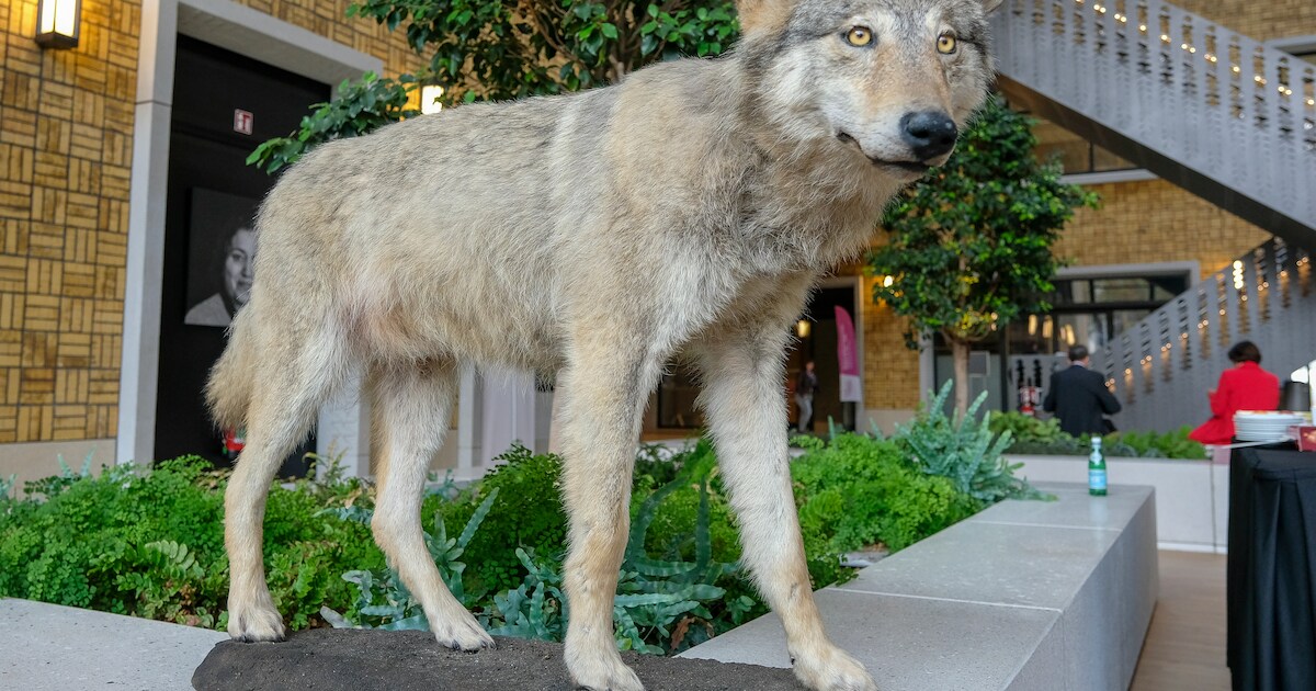 Doodgereden wolf Roger opgezet | Dieren | HLN.be