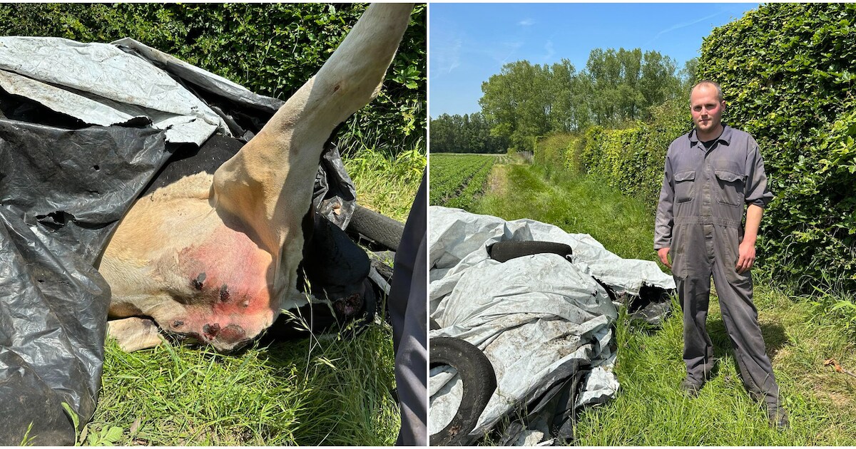 Dode koe in Aalter roept veel vragen op over Westhoekwolf: “Mensen zien ...
