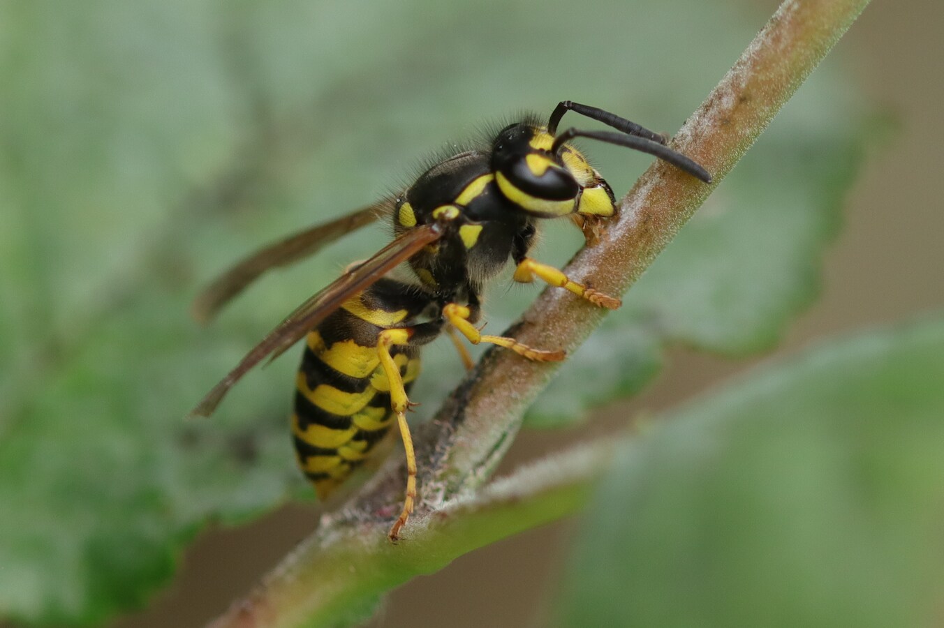 Hoe hou je wespen weg? “Deze oliën werken bijzonder goed én houden ...