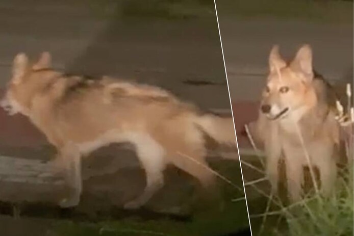 KIJK. “Is dat een wolf? Ik heb keiveel schrik”: loslopende viervoeter ...