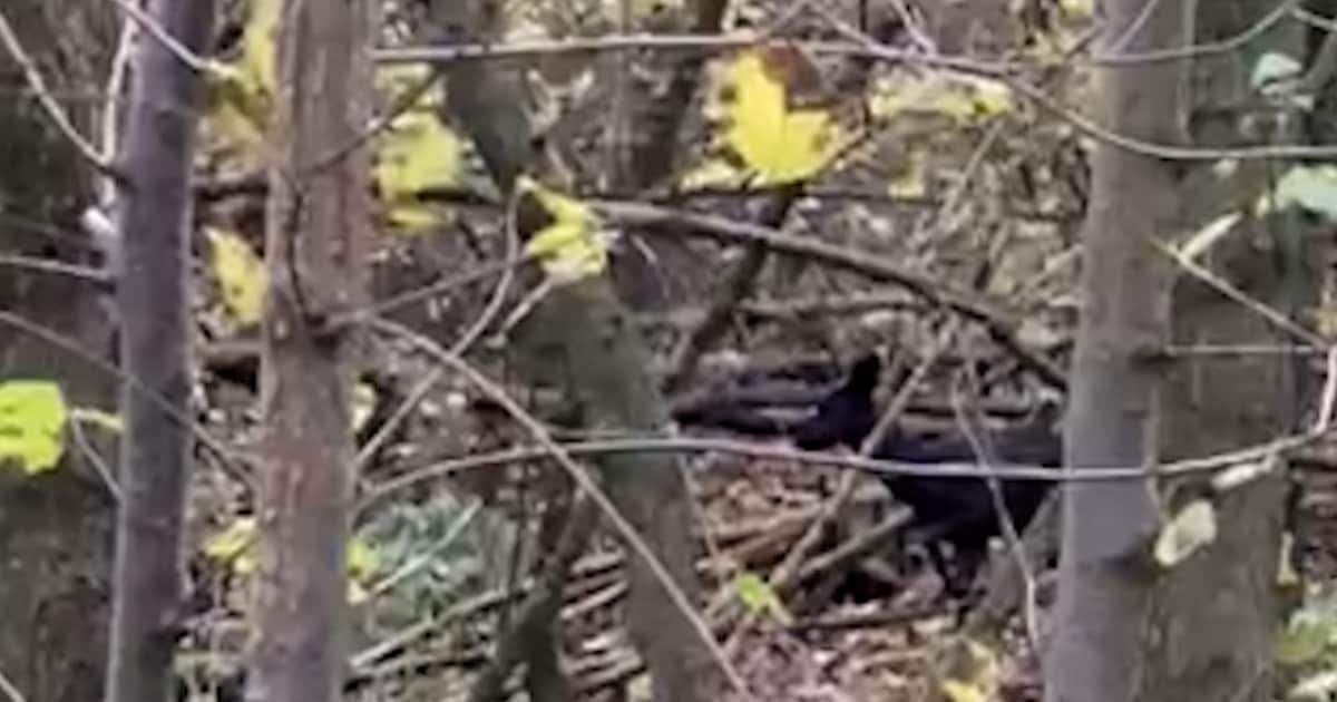 Oost-Vlaamse filmt zeldzame zwarte ree: “Echt een cadeautje van de ...