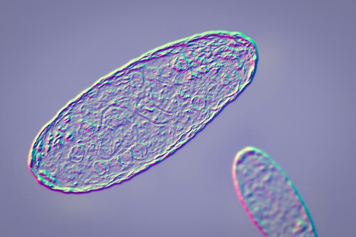 Wat is de pest? En kan je het in België oplopen?