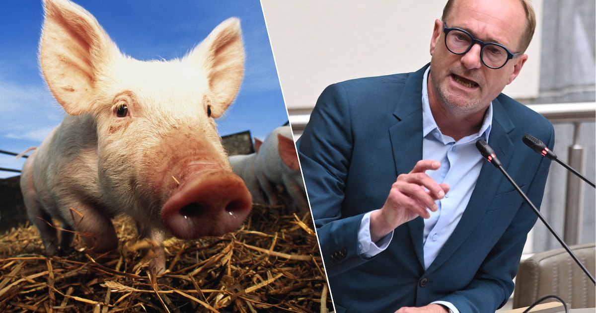 “Snijwonden van 30 centimeter, bloedende abcessen en staartletsels ...