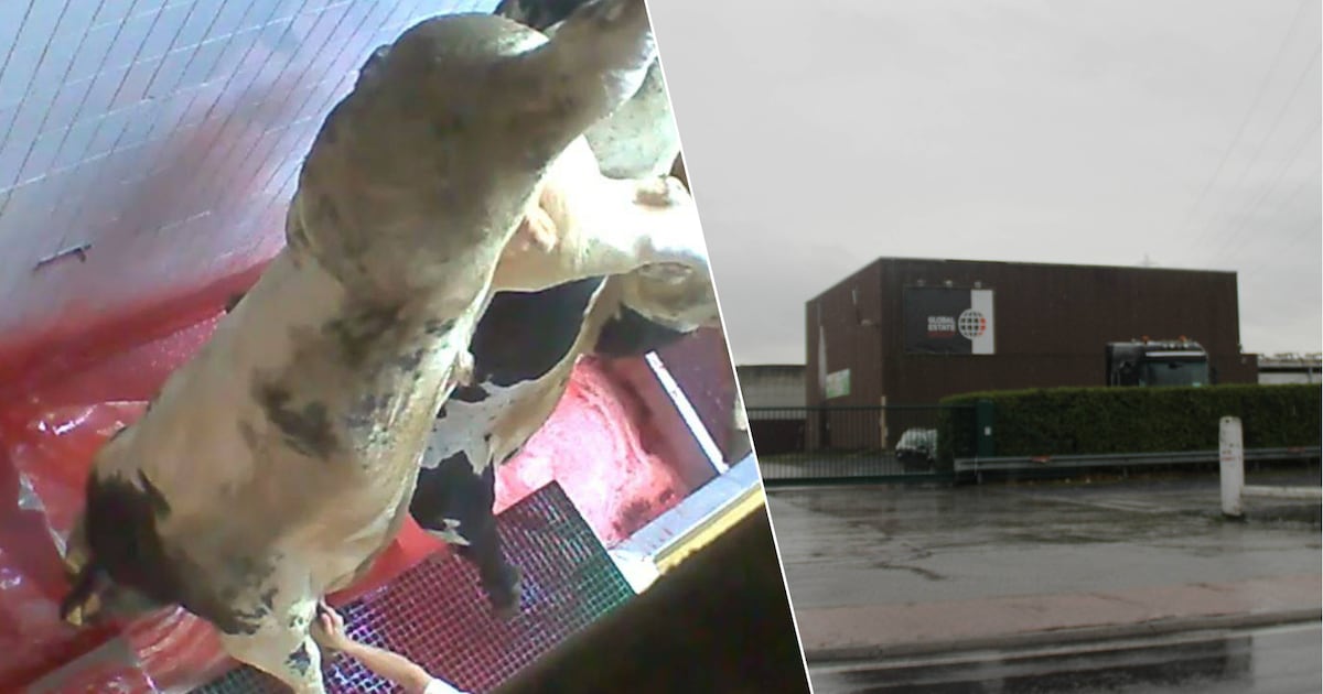 Zaak rond dierenmishandeling bij slachthuis Verbist in Izegem komt nu ...