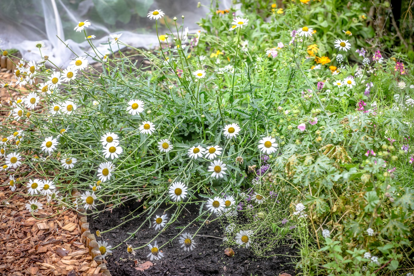 Doe zoals An (58), laat een ‘coach’ je tuin omvormen tot een groene ...