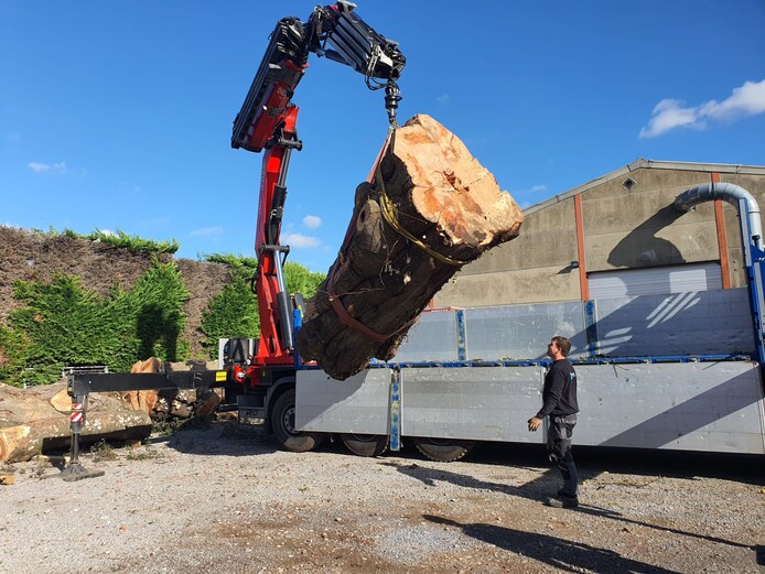 200 jaar oude beuk die in 2017 sneuvelde in Abdijpark krijgt tweede leven op dezelfde plek ...
