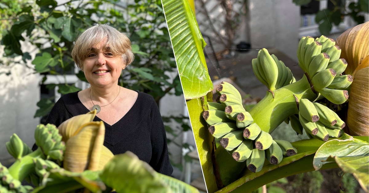 Kwakkelzomer? In de stadstuin van Dominiek (57) groeien er bananen: “Ik ...