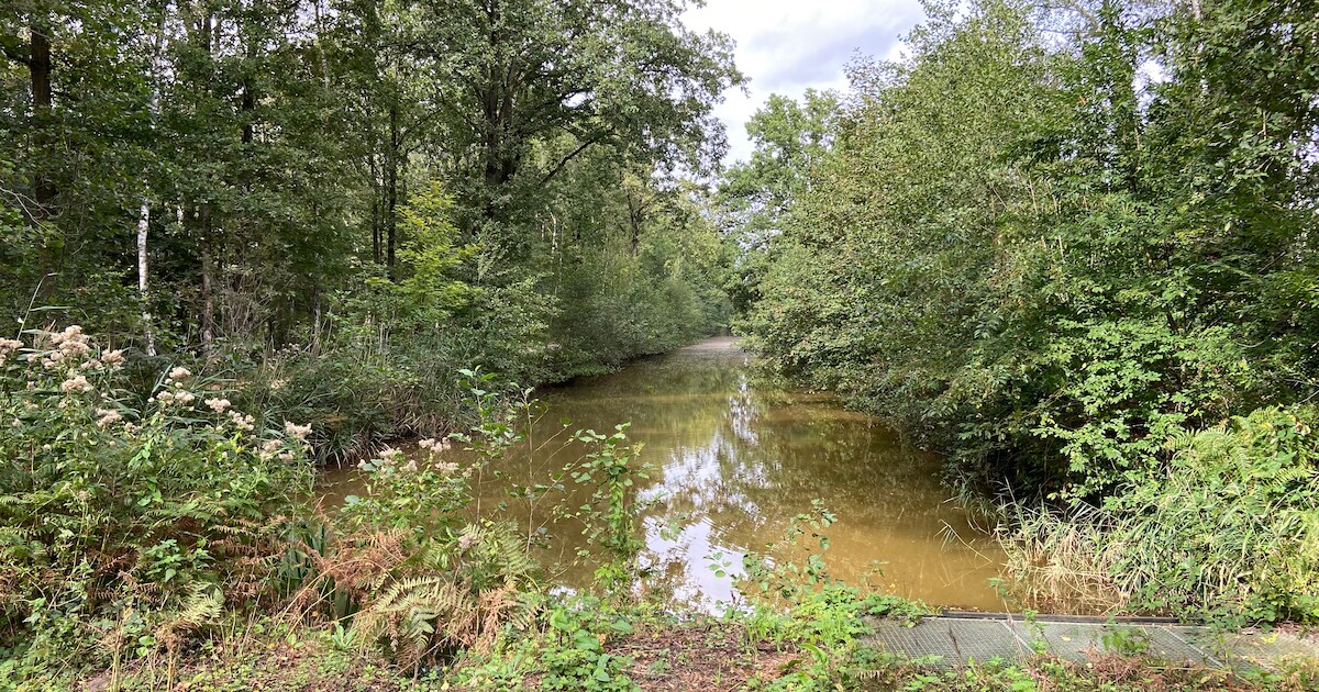 Vlaamse Milieumaatschappij maakt korte metten met invasieve planten ...