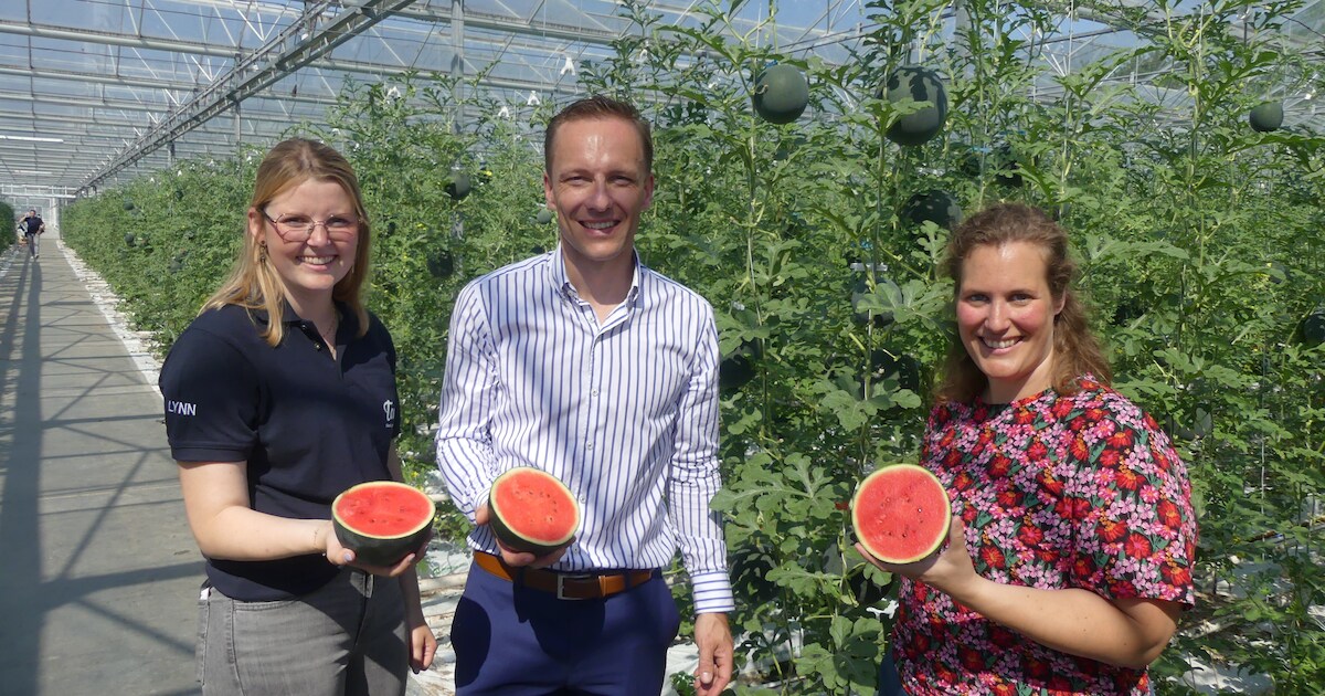 De enige Belgische watermeloenen groeien in Nevele: “Pak kleiner dan in ...