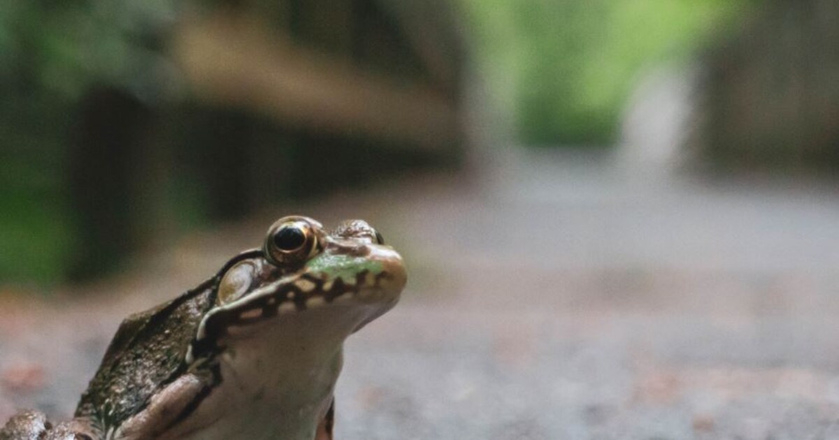 Dit jaar geen amfibieschermen tijdens paddentrek | Keerbergen | HLN.be