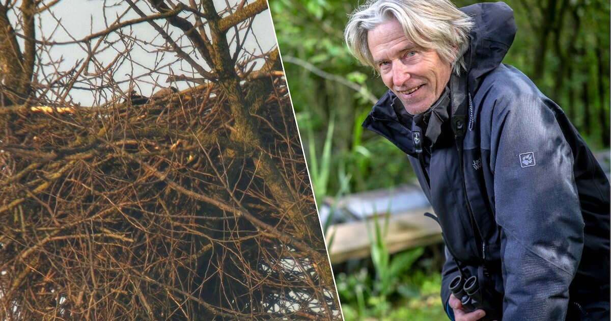 Europese zeearenden voelen lentekriebels: “Ik verwacht op 10 april het ...