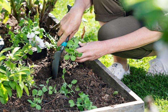 Sofie Maes geeft lezing 'iedereen kan moestuinieren' in Stabroek | Stabroek | hln.be
