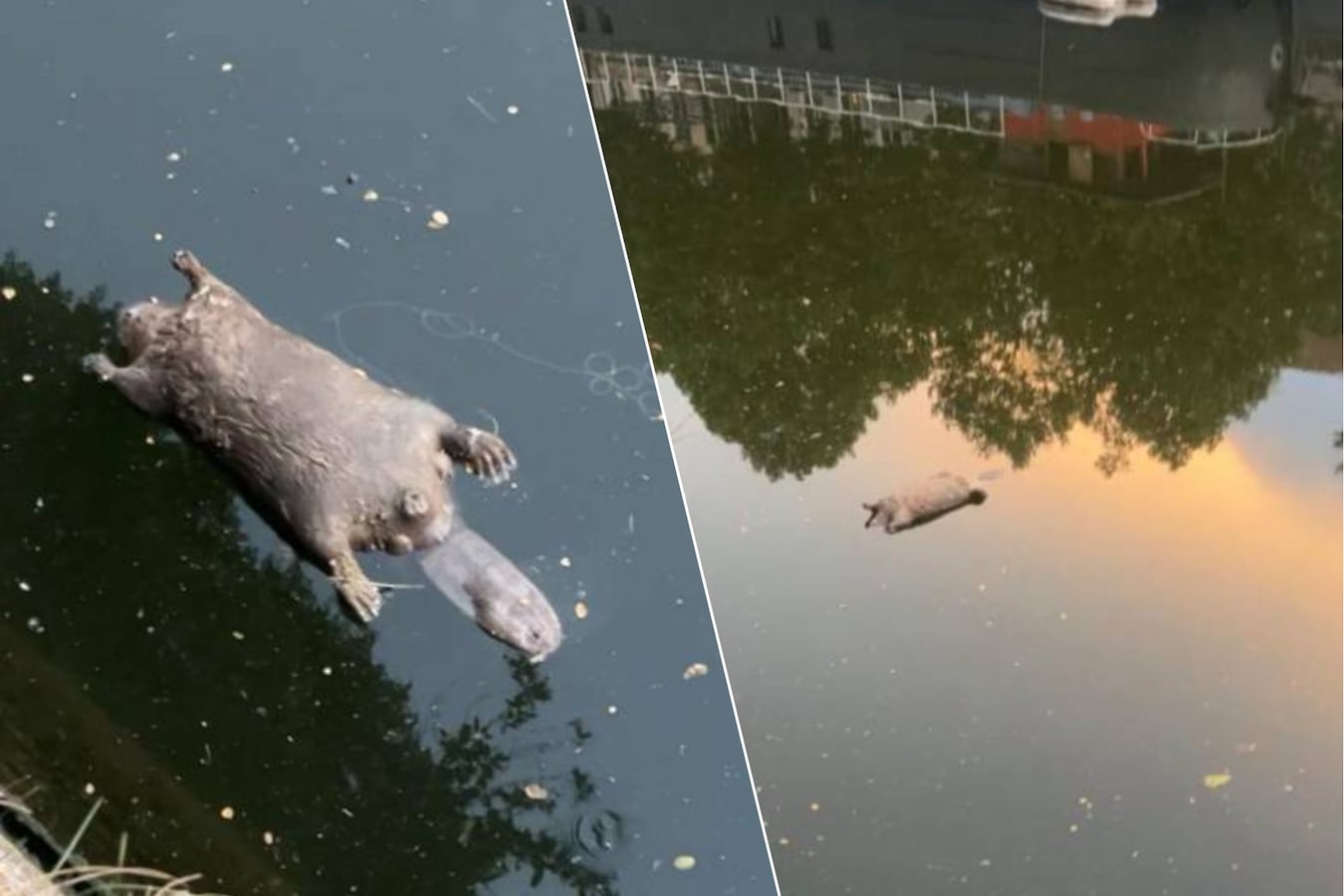 Dode bever aan de Visserij: “Vermoedelijk een verdwaald beestje” | Foto ...
