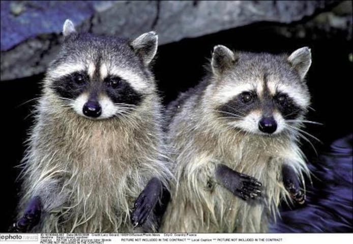 Lijst met 42 zoogdieren die je als huisdier mag houden | Dieren | hln.be