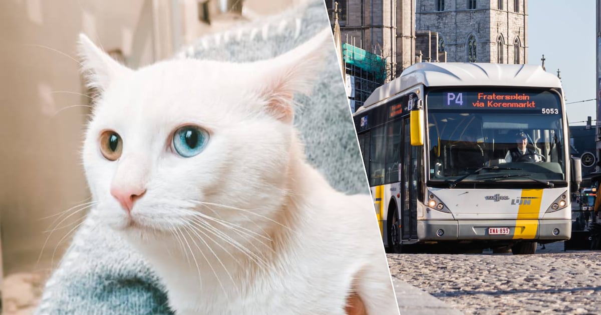 Dove kater Emiel gedumpt op bus in Gent: “Dit gebeurt helaas vaker” | Gent | HLN.be