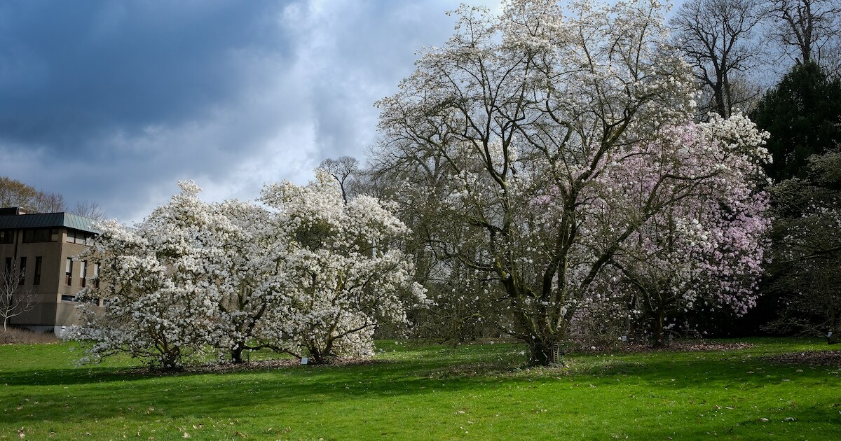 IN BEELD. Magnolia’s staan al in bloei in Plantentuin Meise | Regio ...