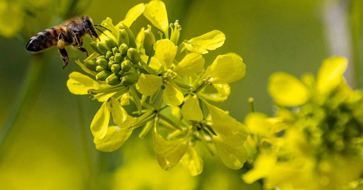 Nieuwe planten en struiken aan kruispunt Mechelsesteenweg: “Warm ...