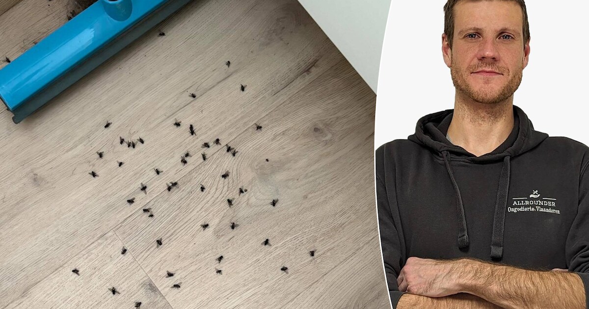 Na vliegenplaag in Gistel: expert vertelt hoe je de beestjes echt ...