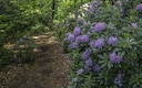 Ter Loke-bos in Oostmalle wordt verder opgewaardeerd: “Rododendron ...