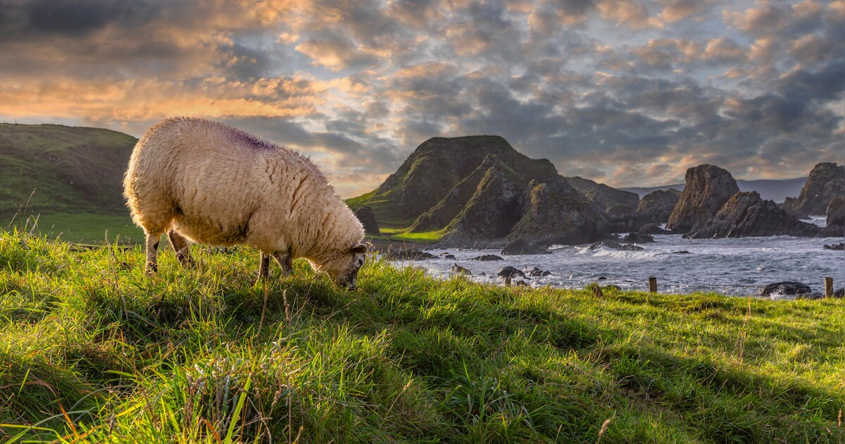 Eenzaamste schaap van Groot-Brittannië al twee jaar gestrand aan voet ...