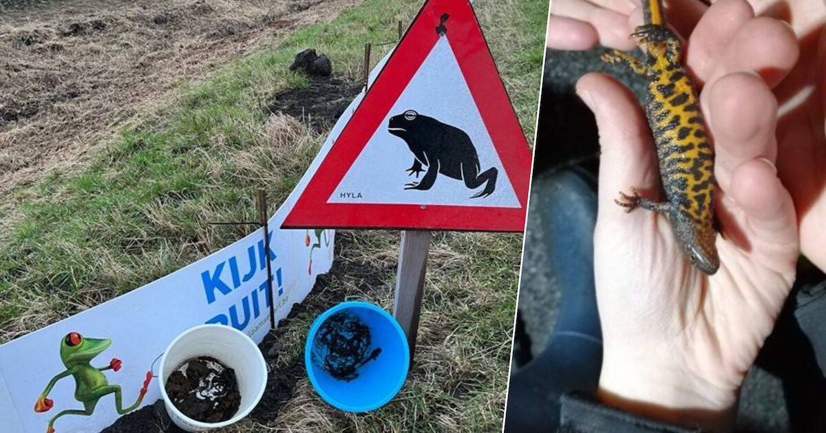 Amfibieën zijn goed op pad: nu al 2.000 padden, kikkers en salamanders ...