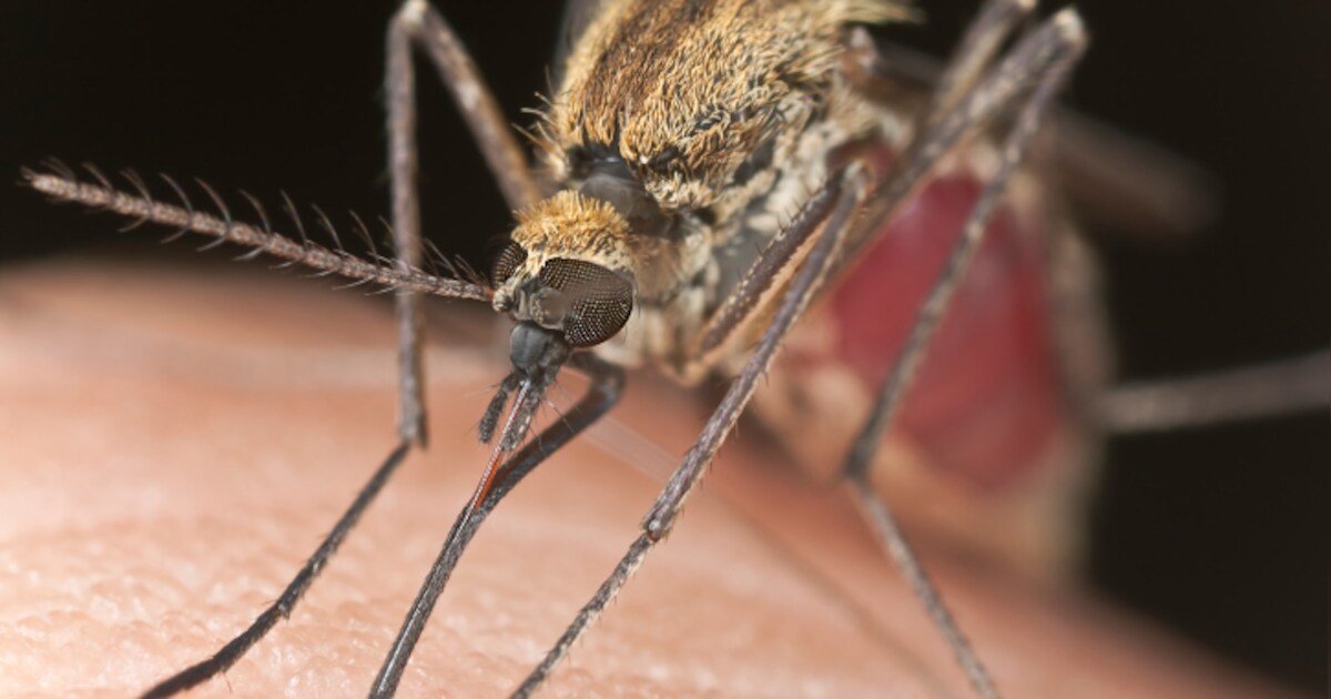 "Muggen negeren DEET na eerste keer" | Dieren | hln.be