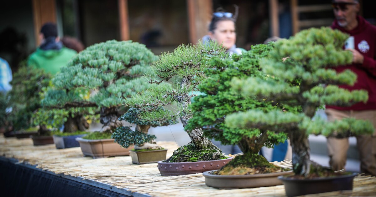 Ontdek komend weekend alles over Bonsai bomen tijdens het ‘Bonsai ...