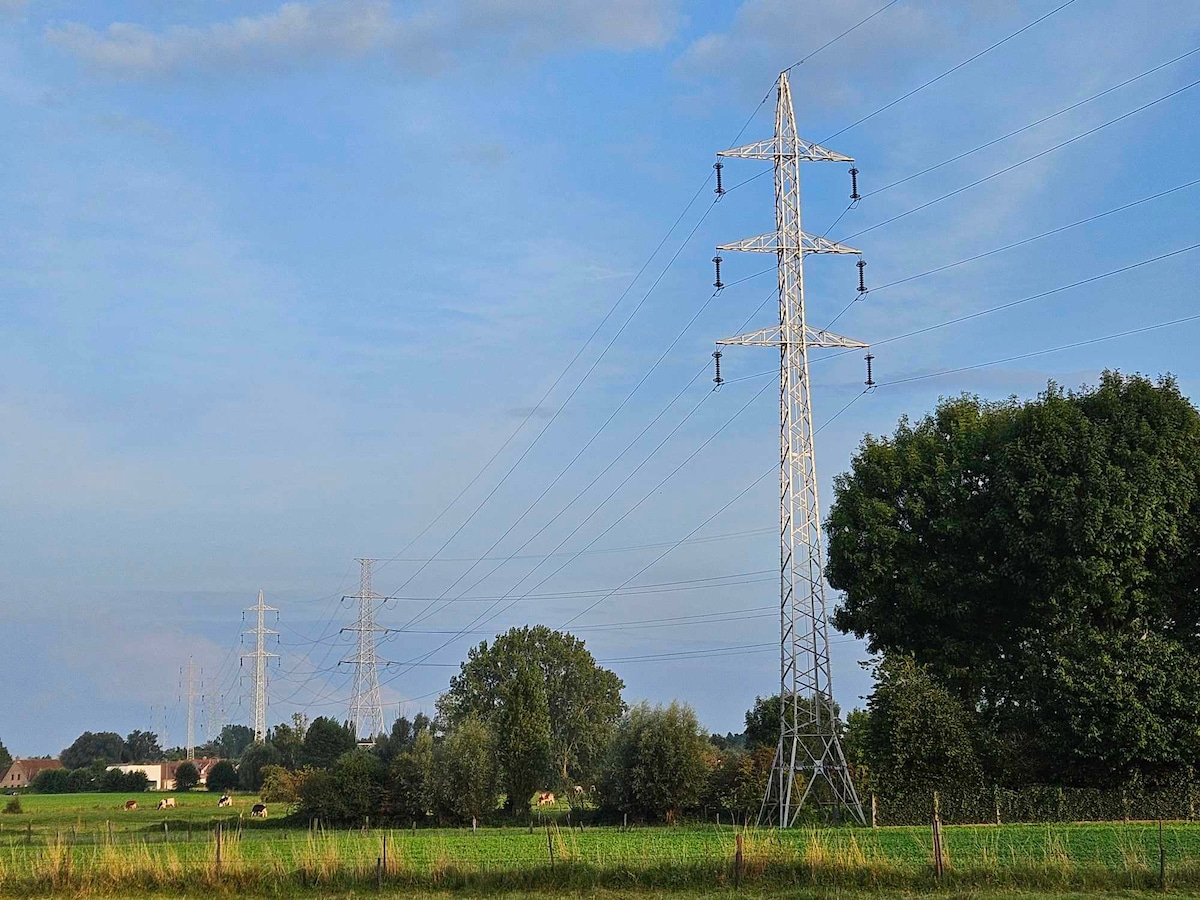 Bosbeheer onder hoogspanningslijnen in Boechout | Foto | hln.be