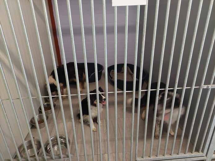 Dertien honden, zes katten en tientallen reptielen aangetroffen in ...