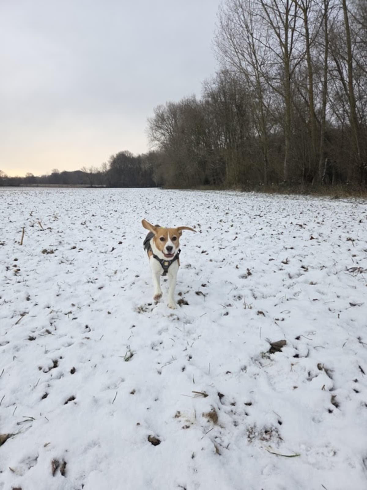 Niet alleen kinderen, maar ook huisdieren beleven dolle sneeuwpret - zo ...