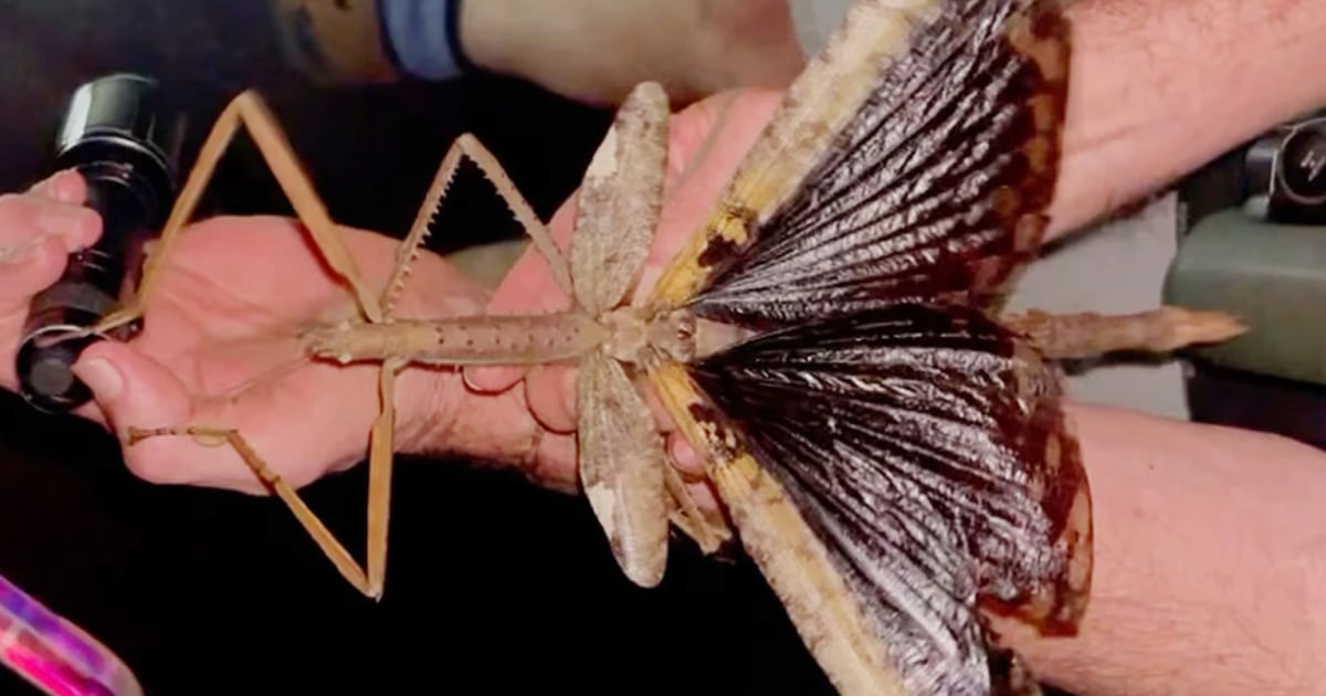 KIJK. Nieuwe soort wandelende tak is mogelijk het zwaarste insect dat ...