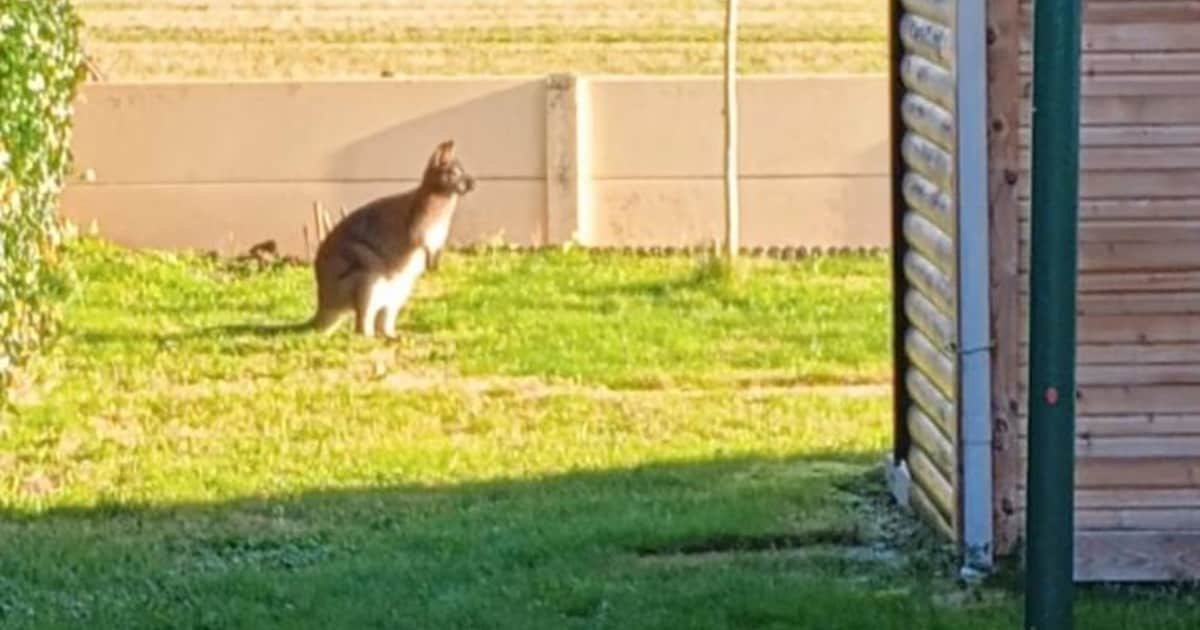 Niet één, maar twee ontsnapte wallaby’s in Oost-Vlaanderen: dier in ...