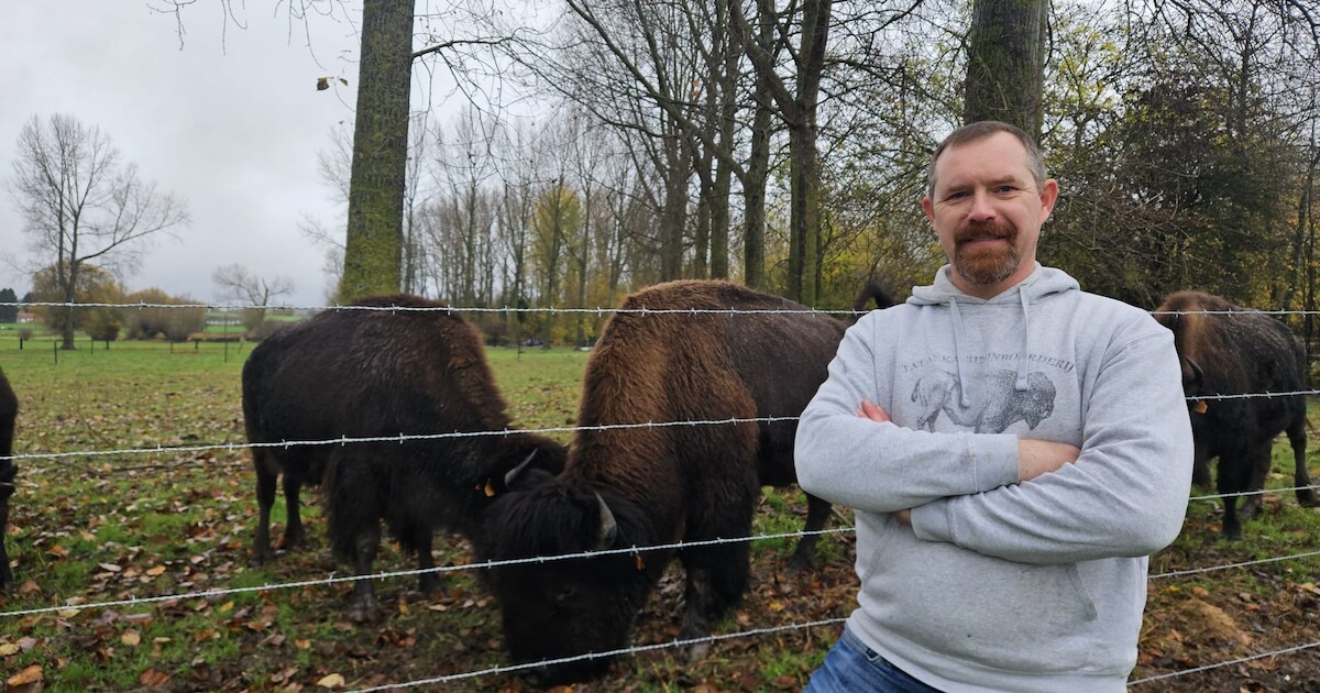Bizons in Bosland? Bert (44) onderhoudt al vijf jaar eigen kudde in ...