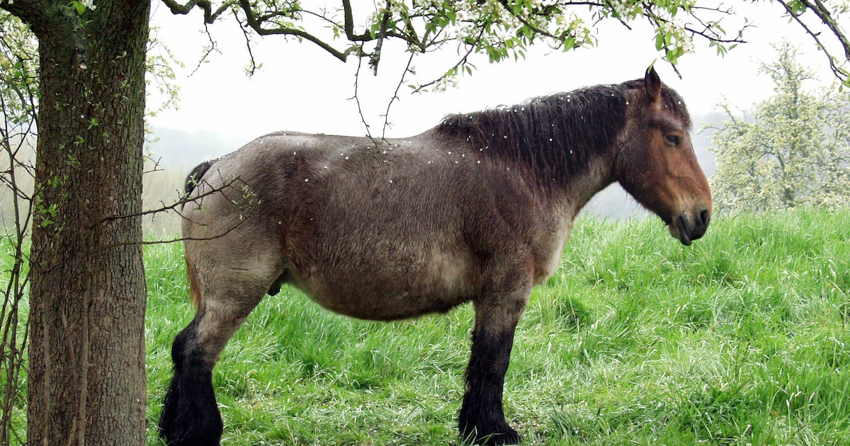 Zondag retro landbouwdag in Poeke: Paard- en Oldtimerfeesten | Aalter ...