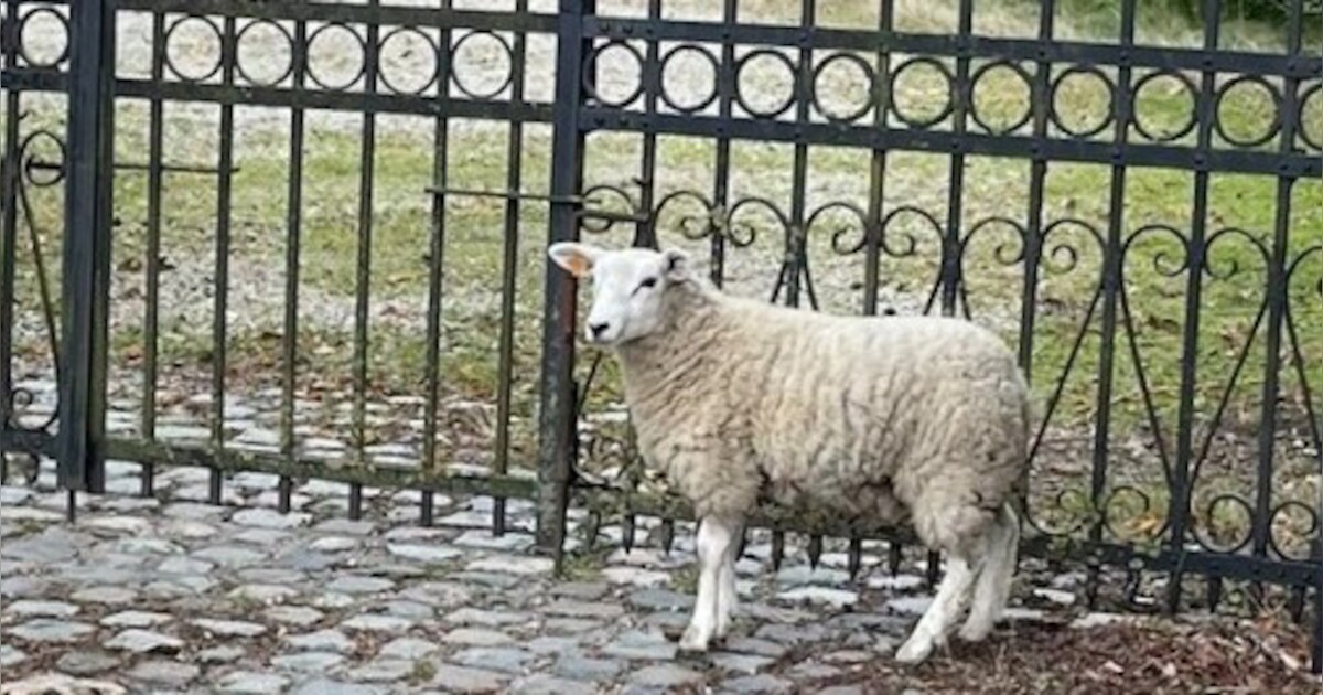 Na leeuwensaga in Berlijn is Leuvense politie op zoek naar .... een ...