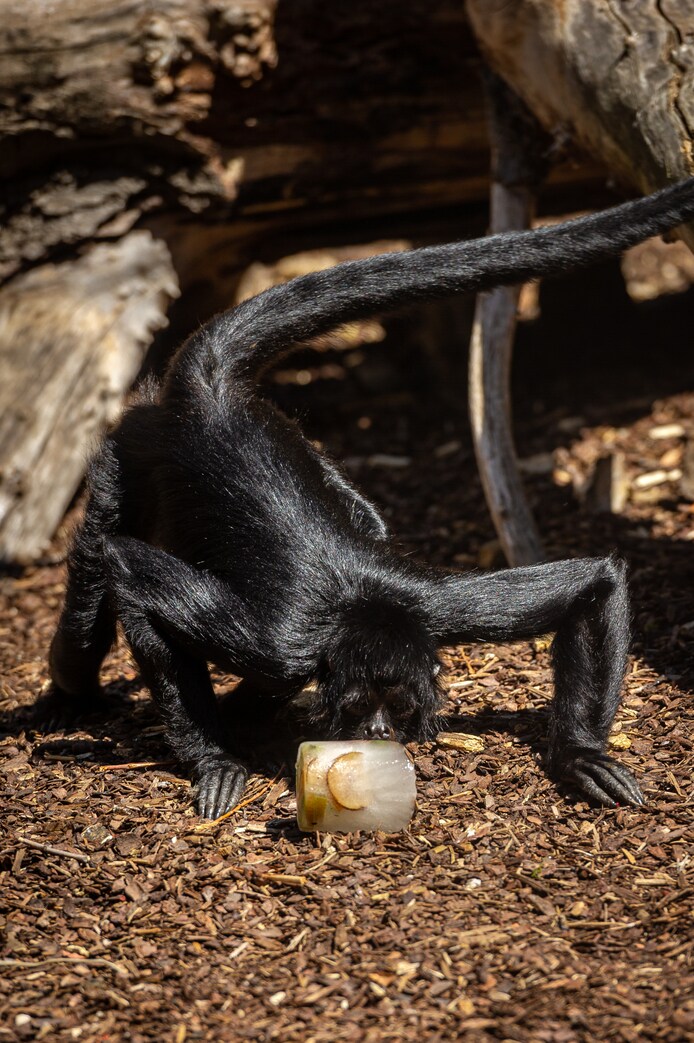 IN BEELD. Antwerpse Zoo trakteert dieren op verfrissende ijsjes | Warmste dag van de zomer | hln.be