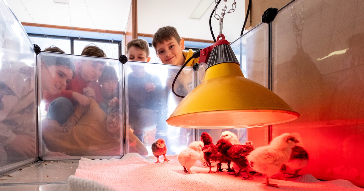 Twaalf kuikentjes geboren in basisschool Dr. Jozef Weyns: “Prachtig om ...