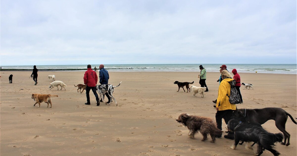 Ook in Oostduinkerke dode hond aangespoeld | Koksijde | HLN.be
