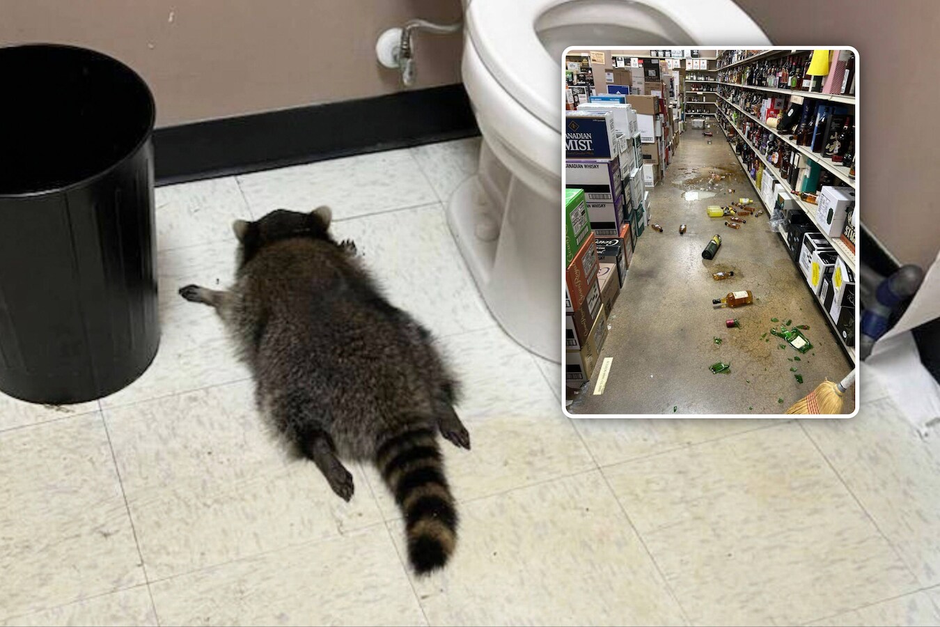 Een echte ‘party animal’: wasbeer richt ravage aan in drankwinkel en ...