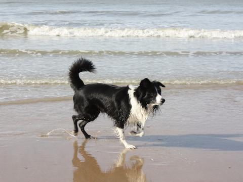Met de hond naar het strand in Middelkerke? In deze zones ben je welkom ...