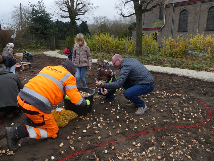 Leerlingen helpen mee 8.000 bloembollen te planten op dorpsplein van Zeveren | Deinze | hln.be