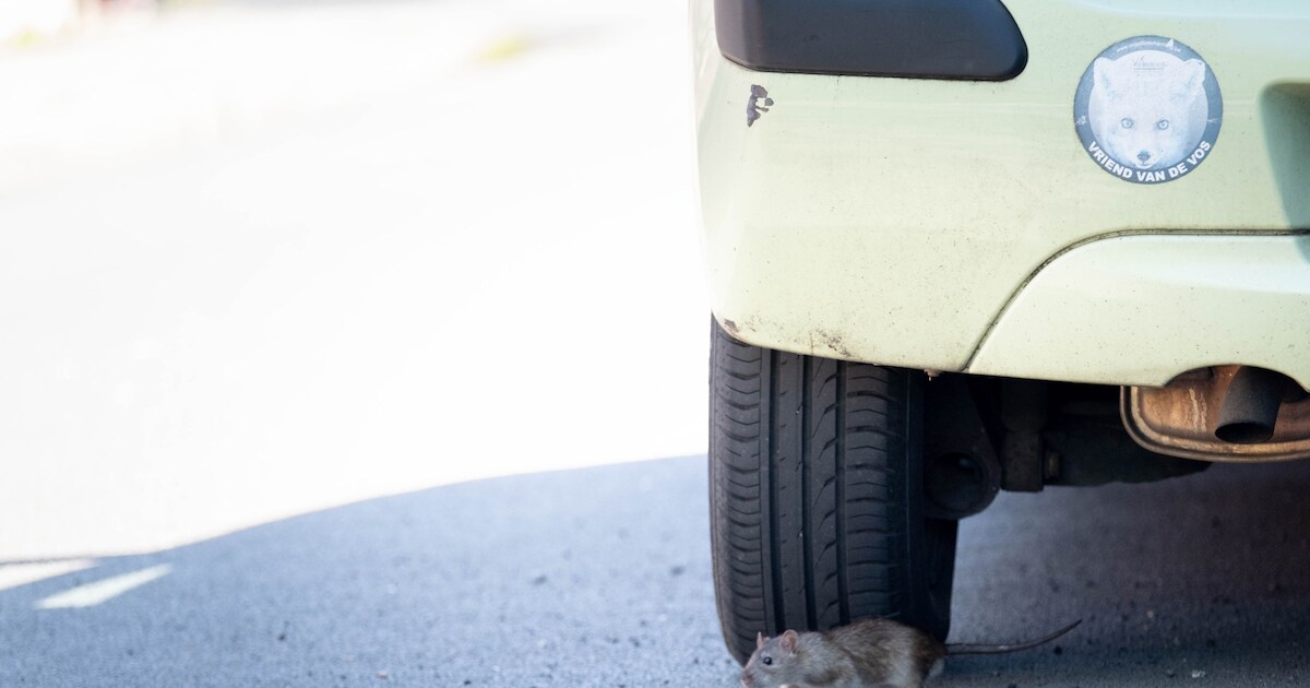 Gemeente gaat ratten bestrijden met gifloze vallen | Pepingen | hln.be