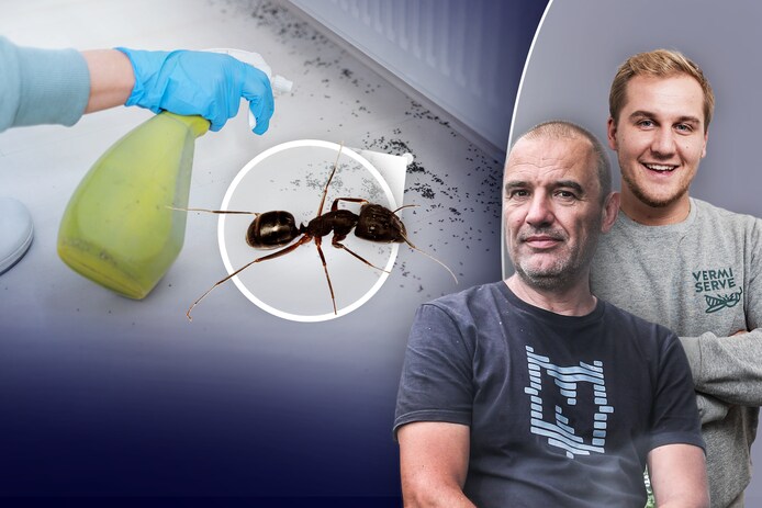 “Muntjes helpen niet, suiker wel”: lezers delen hoe ze mieren uit huis ...