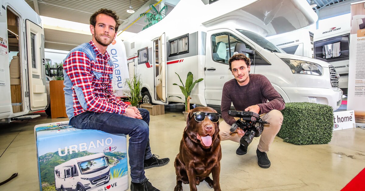 Brugse labrador wordt acteur en wil duizenden straathonden in Servië ...