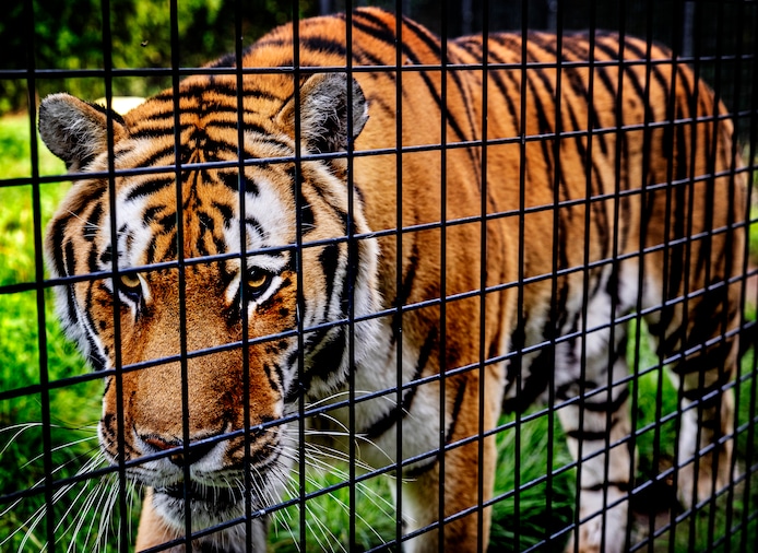 Twee Siberische tijgers uit Nederland overgevlogen naar Kazachstan ...