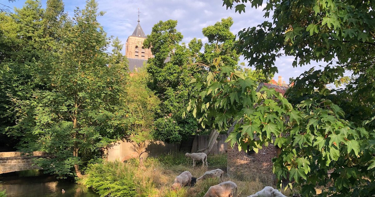 Idyllisch beeld: schapen van Kemp vzw grazen langs de Nete | Mol | HLN.be